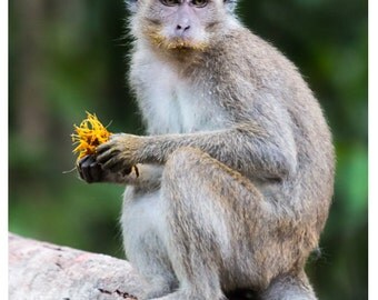 Set of quantity 5: Proboscis Monkey Mom Feeding Her Baby-2
