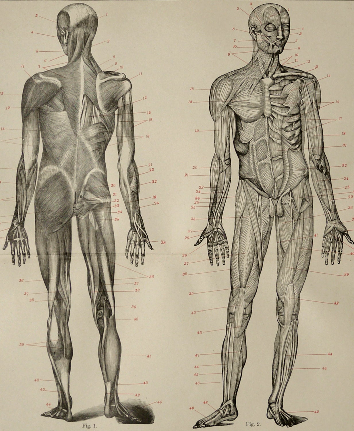1900 Antique print of HUMAN ANATOMY: MUSCLES. 116 years old