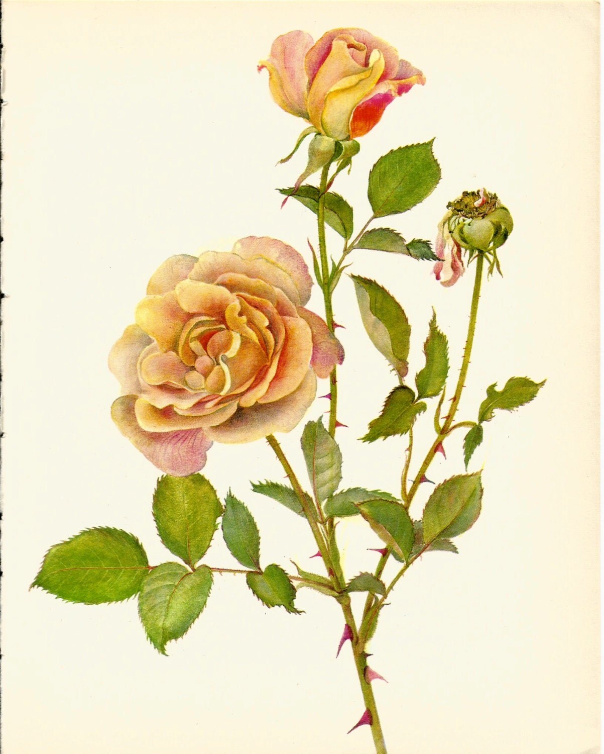Stunning VINTAGE ROSE ILLUSTRATION Pink Rose Antique 1965