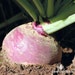 American Purple Top Rutabaga Heirloom Seeds Non-GMO Open