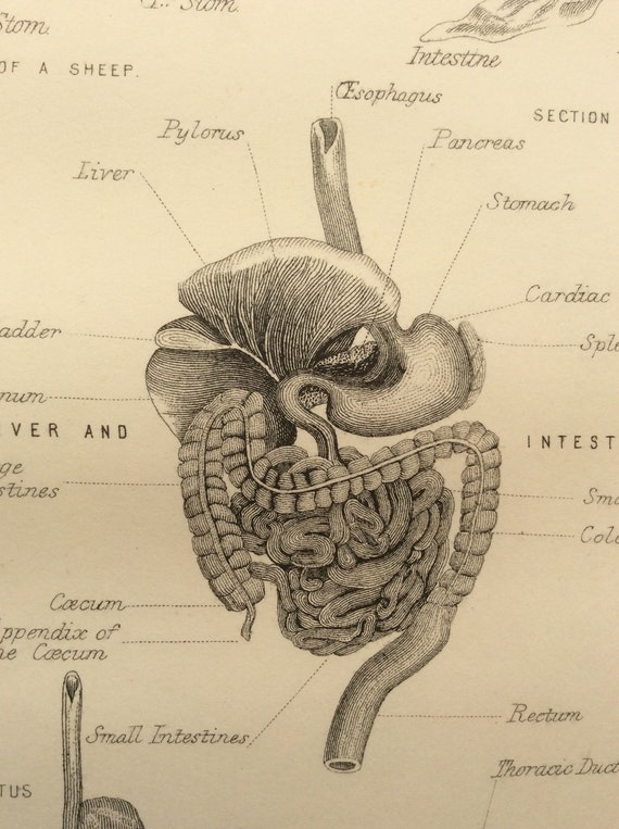 Antique Engraving ANATOMY Dissection STOMACH Digestive System