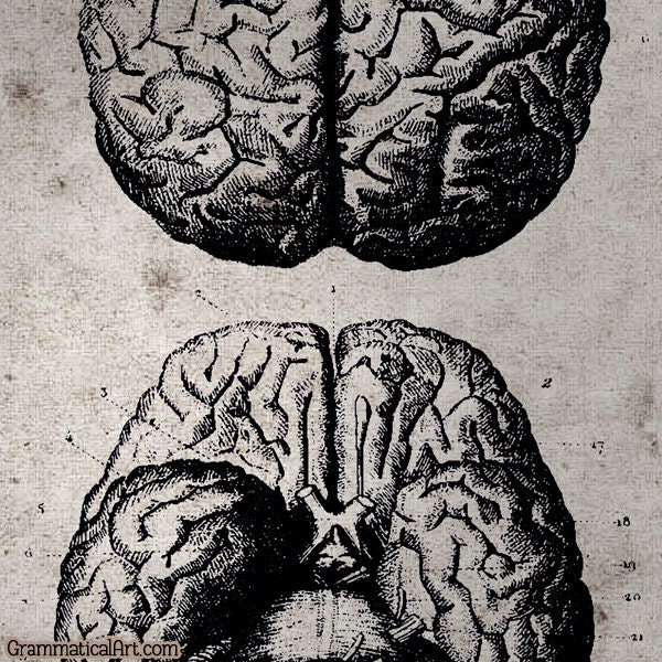 Brain Print Vintage Brain Poster Human Anatomy Poster Anatomy
