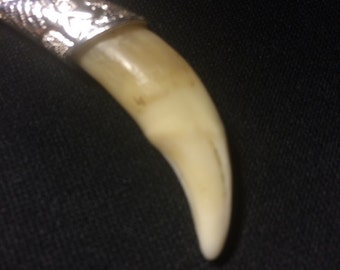 Asian wolf tooth animal tooth