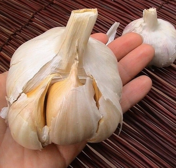 Elephant Garlic 2 Huge Bulbs Great for Spring by DaylilyNursery