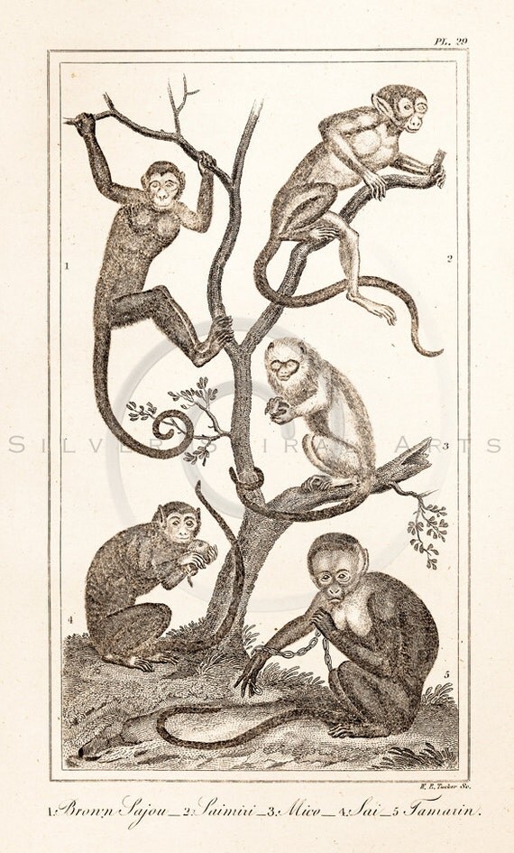 Items similar to Vintage Monkey Animal Illustration Printable 1800s ...