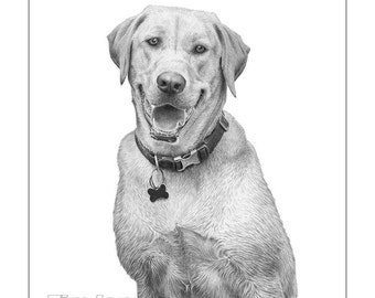 Yellow lab dog sitting and smiling. Print of a realistic pencil drawing ...