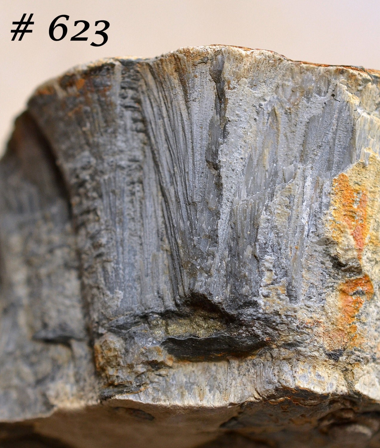 RARE Cone-In-Cone Sedimentary Structures in Sedimentary Rock