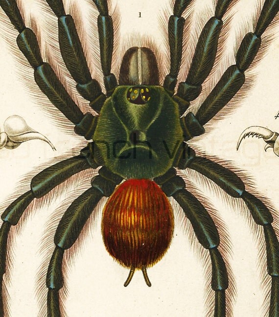 1861 Mygale Tarentula Spider Original Print by by sofrenchvintage