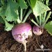American Purple Top Rutabaga Heirloom Seeds Non-GMO by SeedGeeks