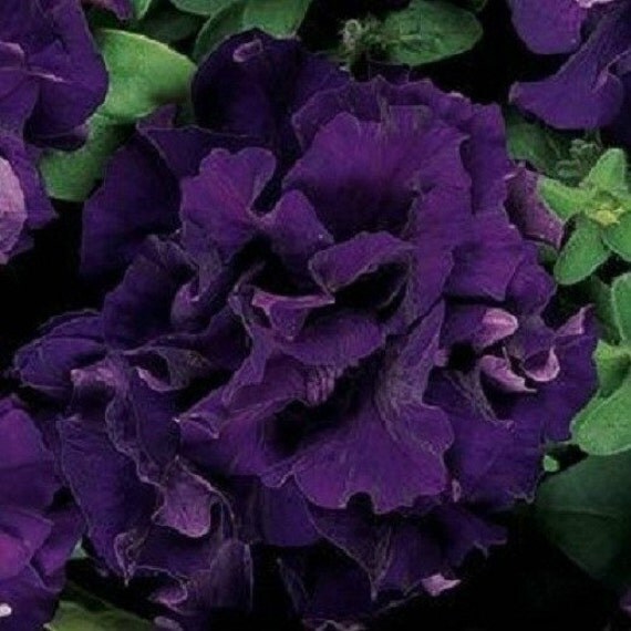 50 Petunia Seeds Double Cascade Blue
