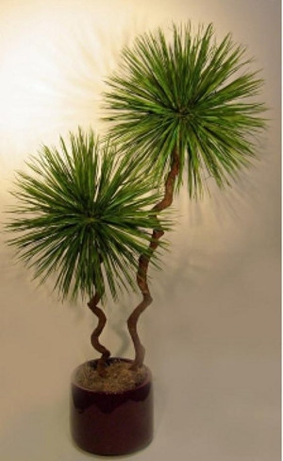 Items similar to Preserved Pom Pom Palm Tree on Etsy