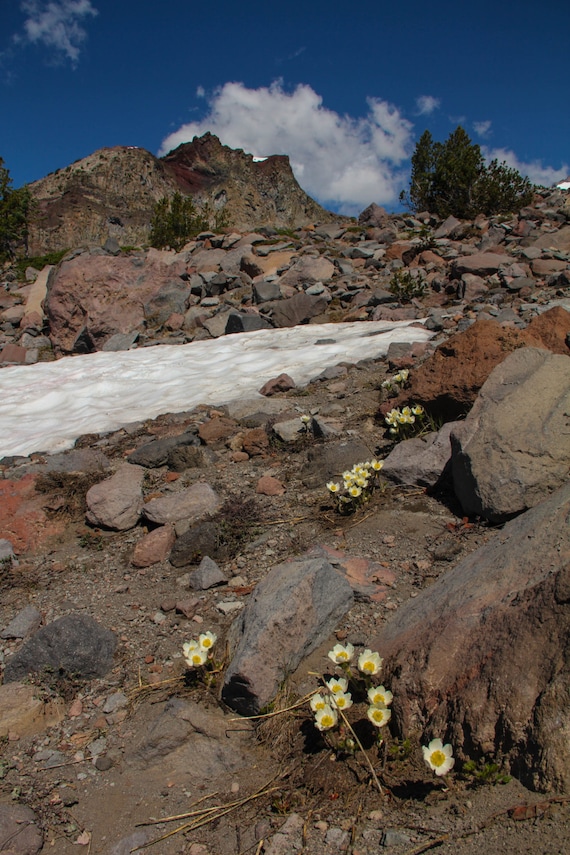 Mt Shasta spring by Walklightphoto on Etsy