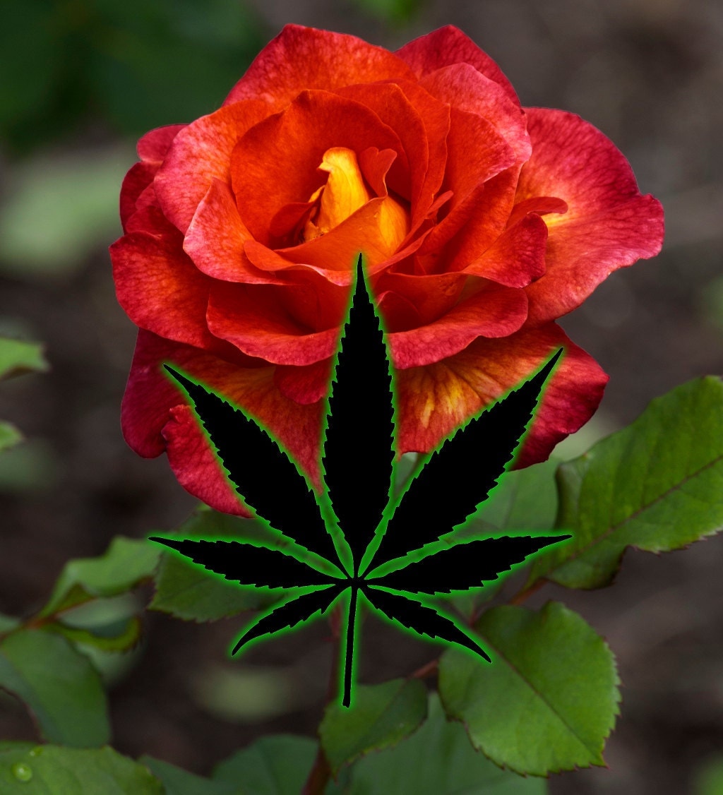 Cannabis Rose Fragrance Oil
