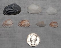 Popular items for sea shell crafts on Etsy