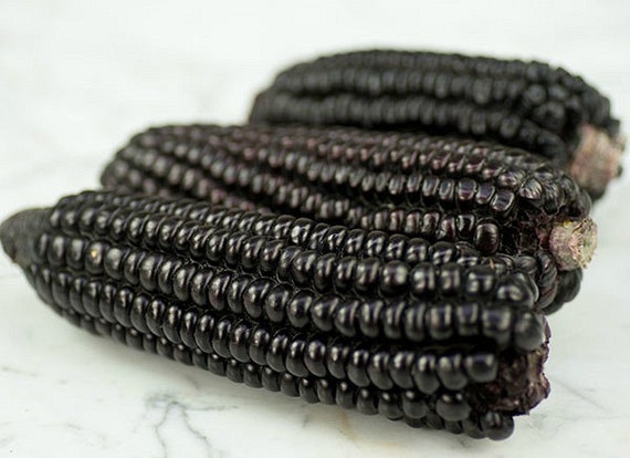 Aztec Black Corn ancient heirloom 50 seeds non GMO by SmartSeeds