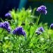 Blue Thimble Flower 250 seeds Gilia capitata blue