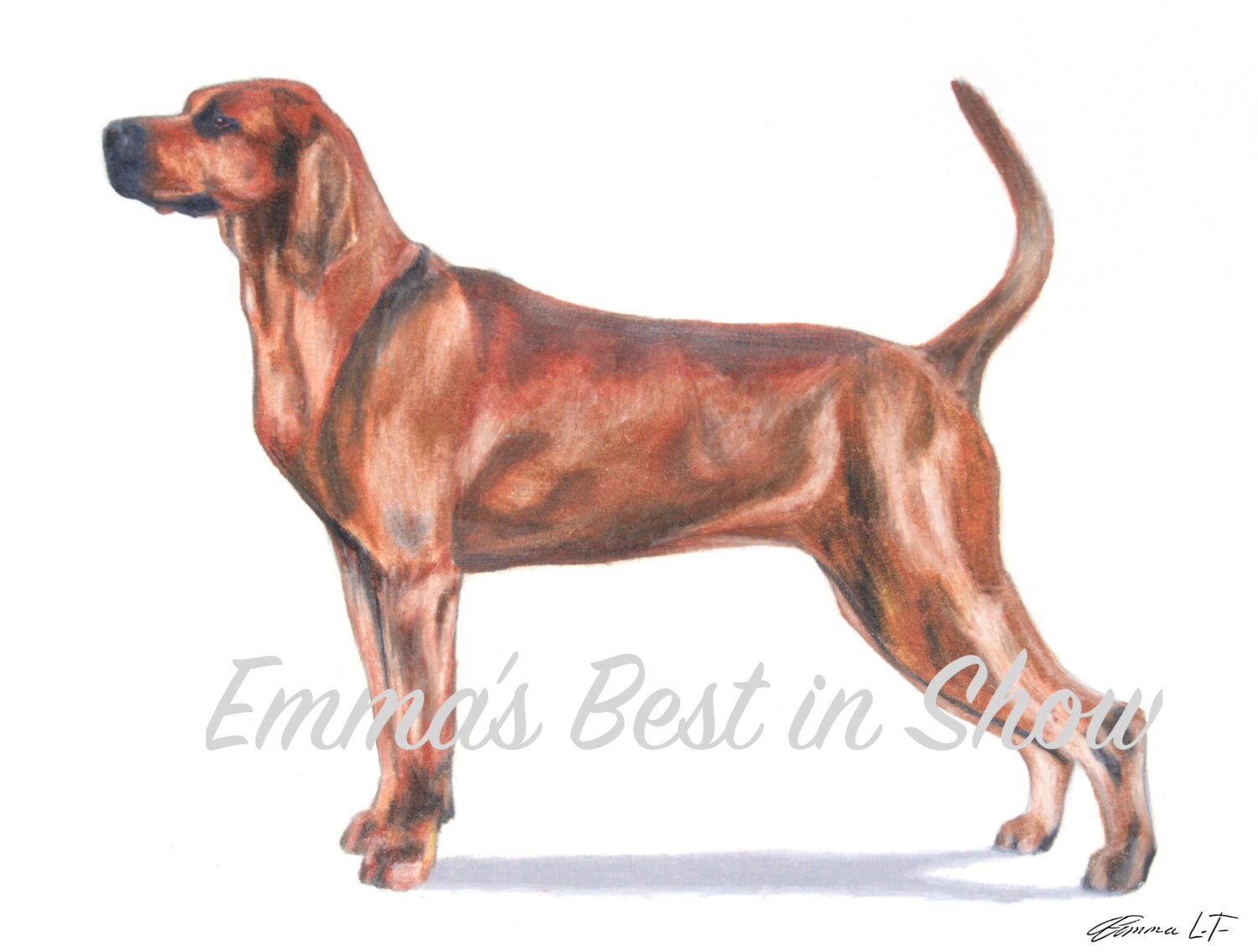 Redbone Coonhound Coloring Pages