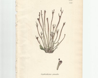 Lichen drawing | Etsy