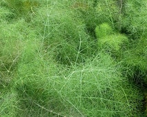 Popular items for cumin on Etsy