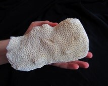 Popular items for large fossil on Etsy