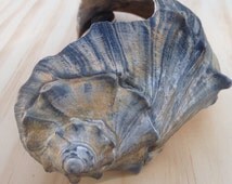 Popular items for large sea shell on Etsy