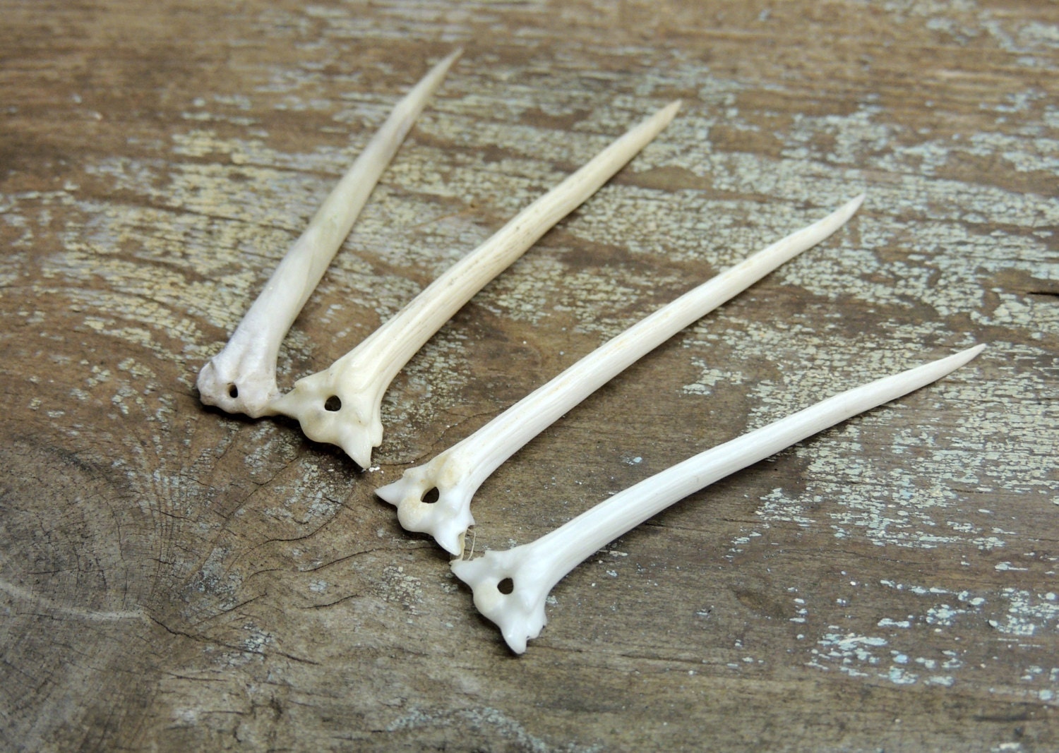 Sharpened bone with hole pierced through one end, found on the banks of ...