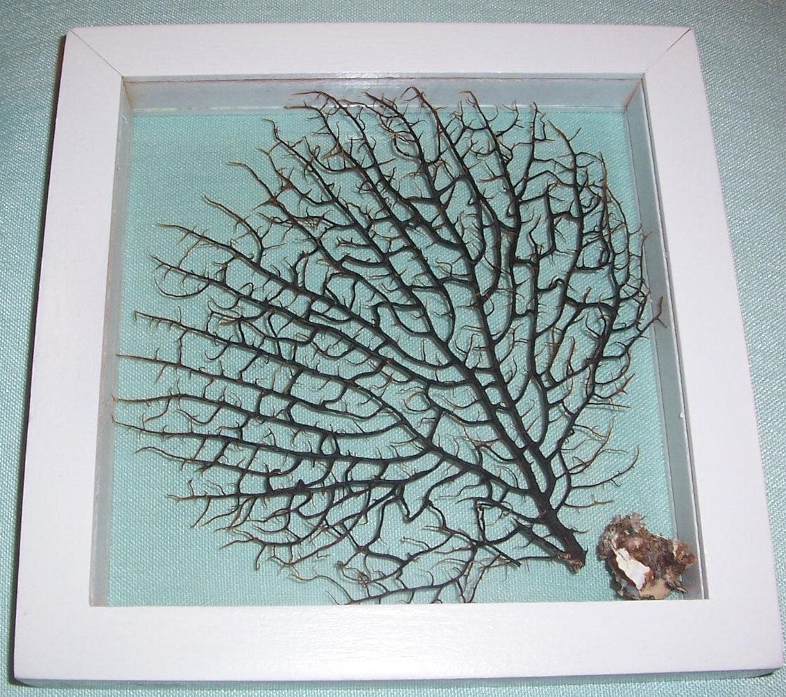 Black lacy Sea FAN Coral Framed in Glass & Wood Float FRAME