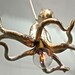 Octopus Beach Cottage Pendant Light Faux Taxidermy Gold White
