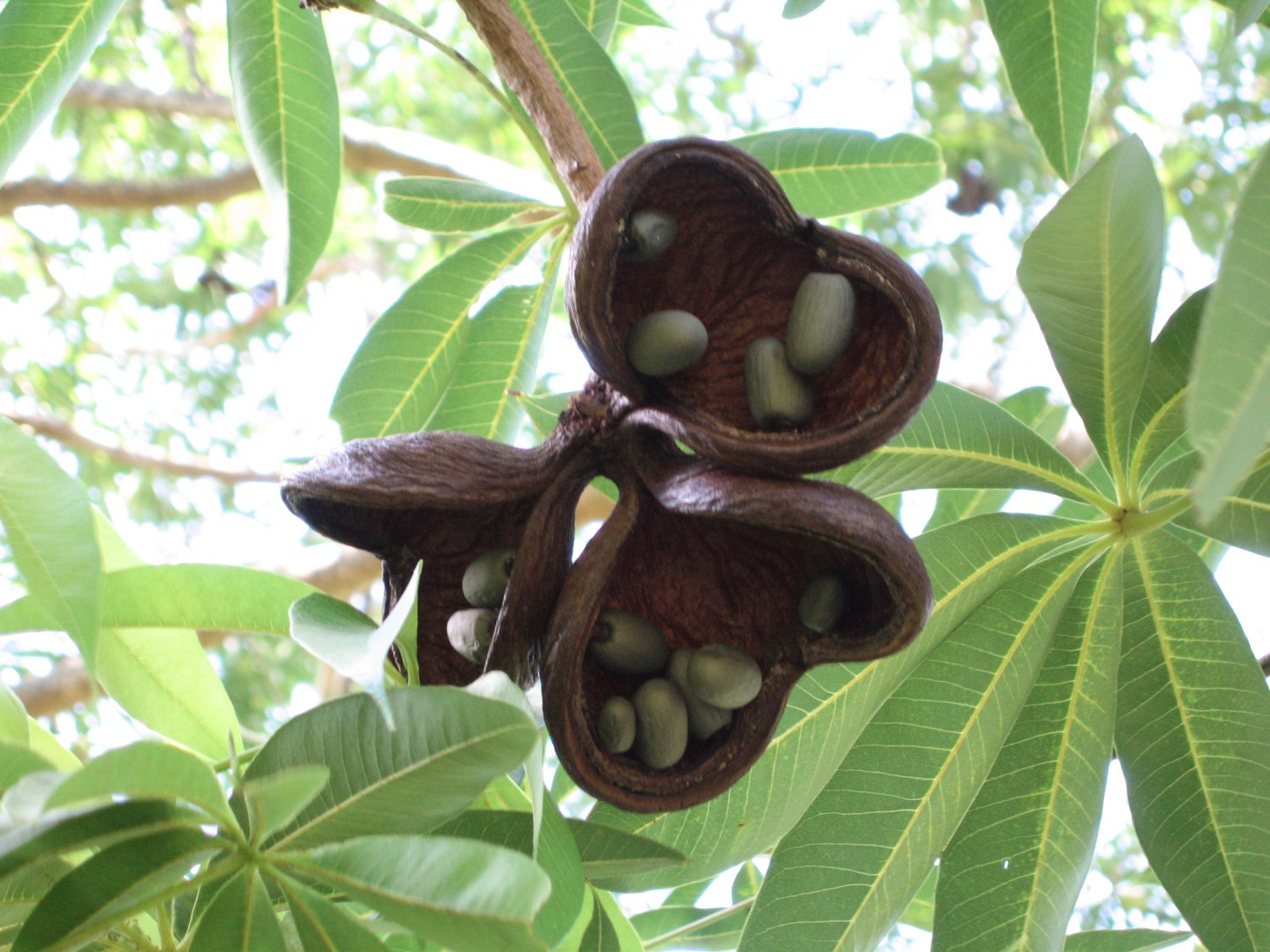 10 Sterculia urens Seeds ghost tree kulu by simbalovesfriends