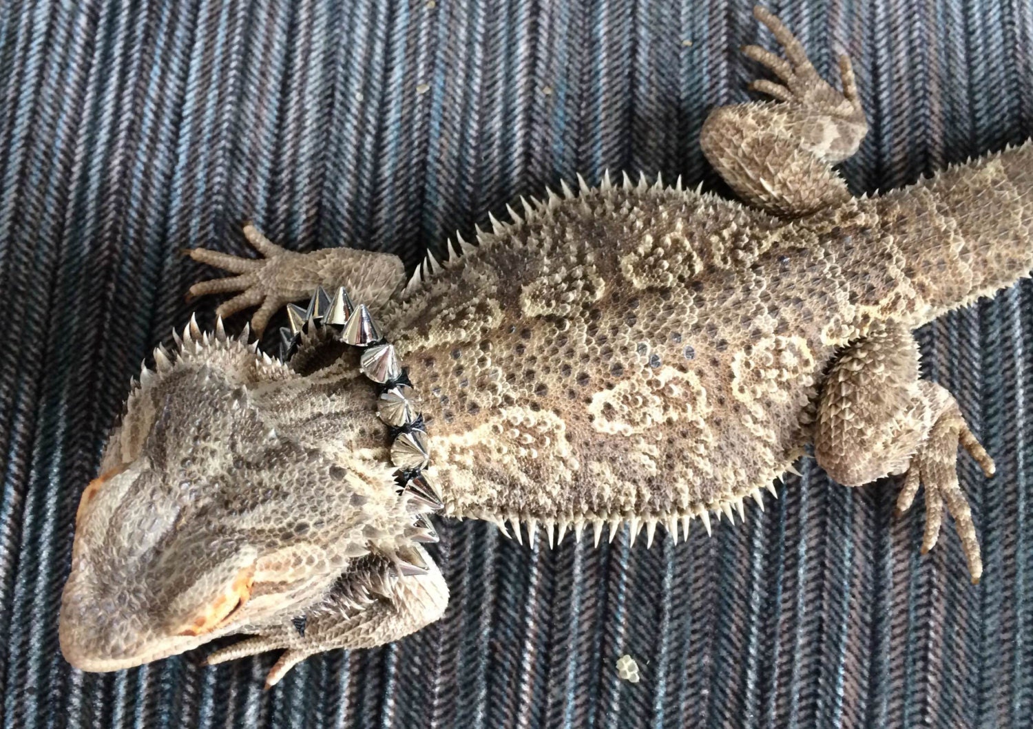 Silver Spike Collars for Bearded Dragons