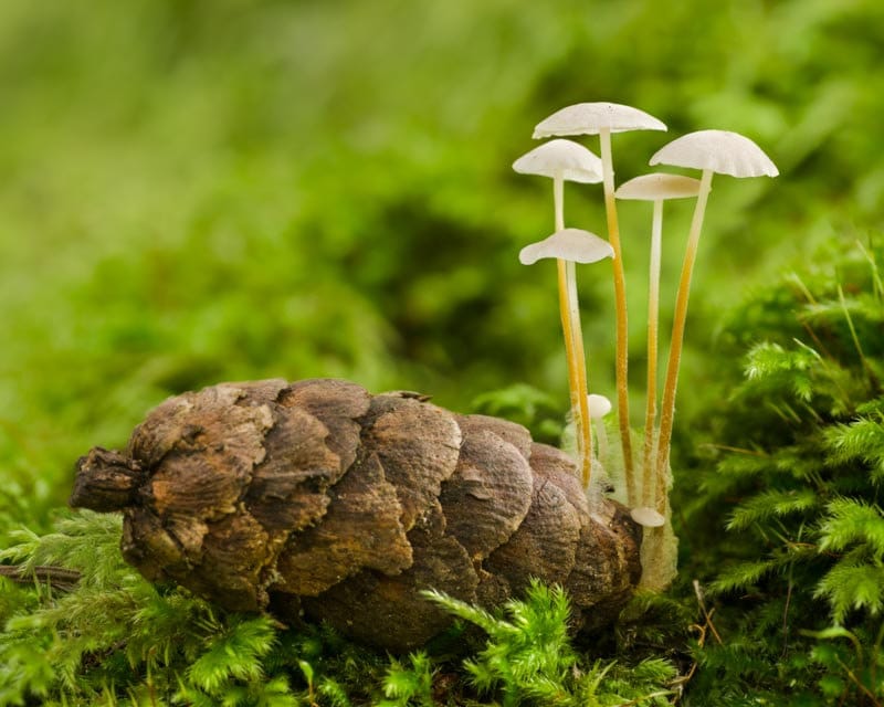 Pine Cone Mushrooms: 8x10 nature photography picture. Comes in