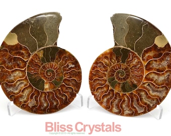 Unique ammonite shell related items | Etsy