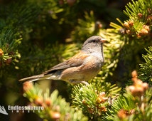 Popular items for songbirds birds on Etsy