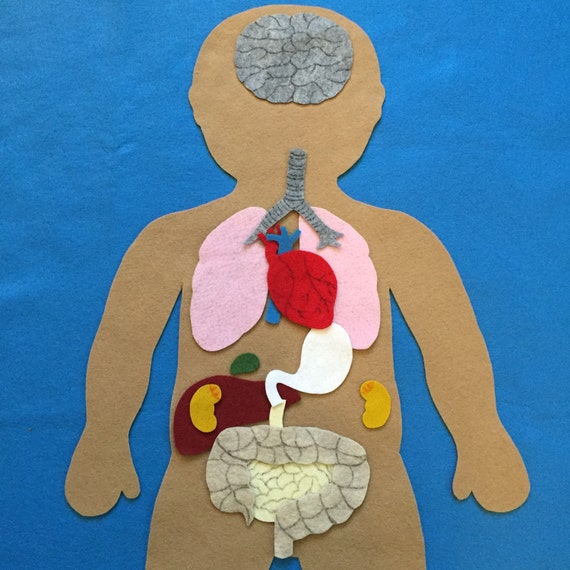Educational Felt Human Anatomy/ Parts of by LupitasLovelyCrafts