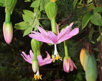 Passion fruit plant | Etsy
