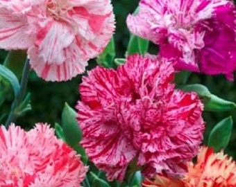 15 Seeds Geranium Apache Red Geranium Seeds by nurseryseeds