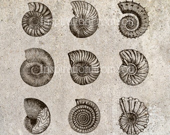 Fossil stencils | Etsy