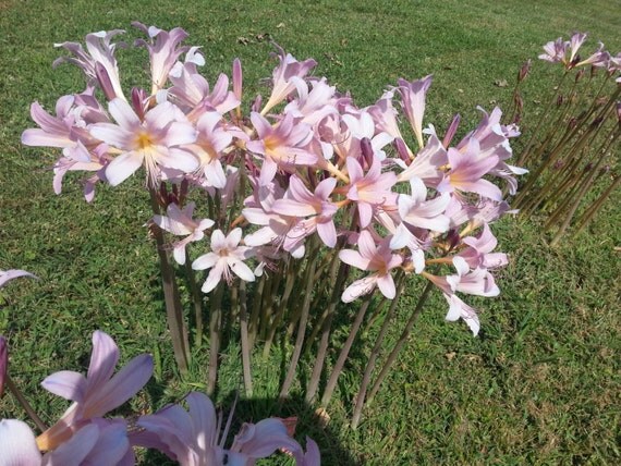 Pink Surprise Lily 5 Large Bulbs Lycoris Squamigera by KountryKoi