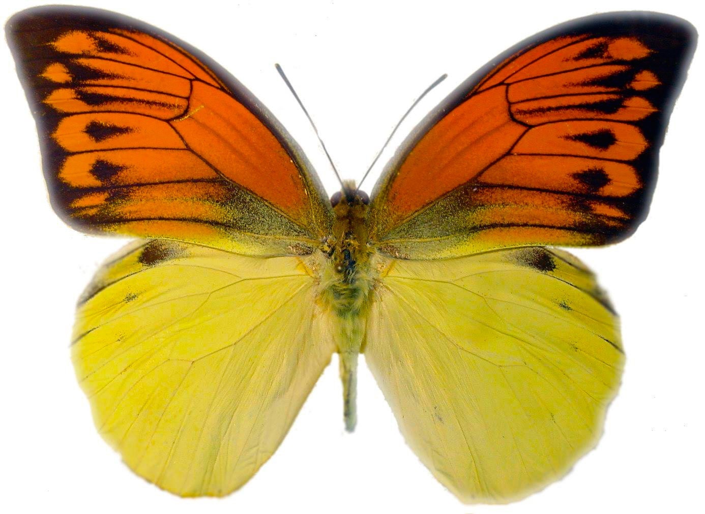 Real Hebomoia leucippe Vibrant Sulpher Butterfly