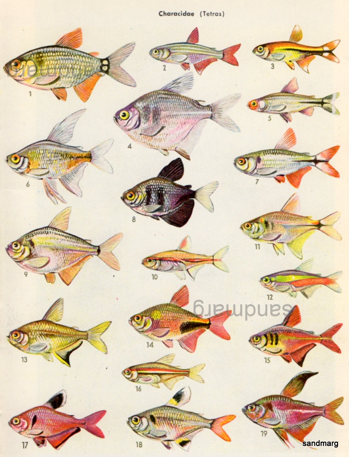 Vintage Chart of 19 Tetras Characidae Tropical Fish
