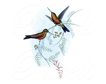 Stencil colibri | Etsy