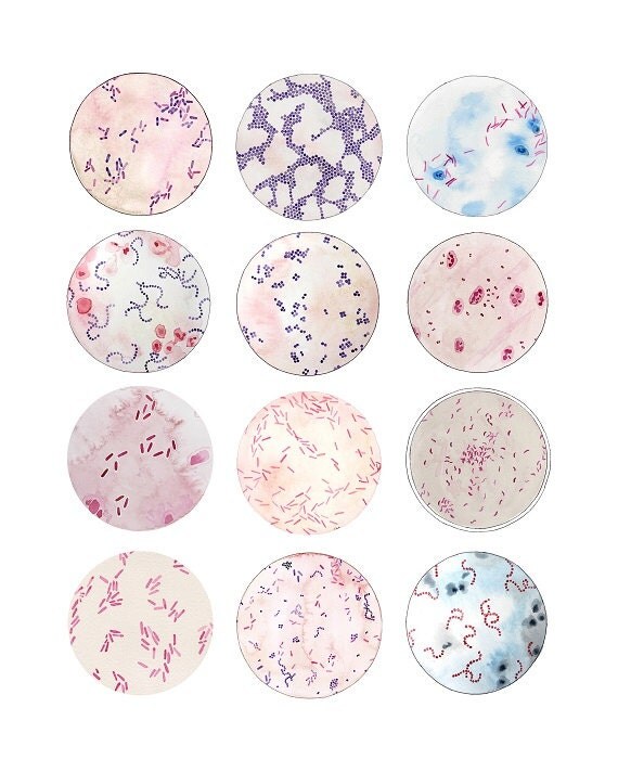 Microbe Collection Bacteria Bacteria Art Science by sandraculliton