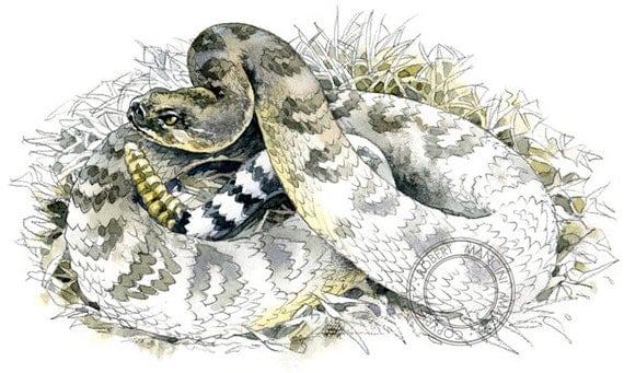 Diamondback Rattlesnake watercolour wildlife art nature