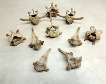10 Wild Hog vertebrae, Animal bone pieces nature cleaned, Rustic decor ...
