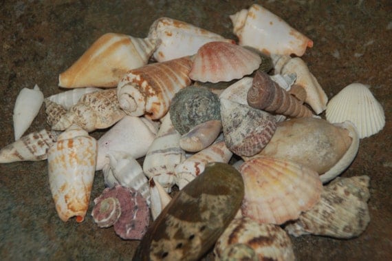 Items similar to 1/4 Pound-- Assorted Philippine Seashells--1/2" To 2 1 ...
