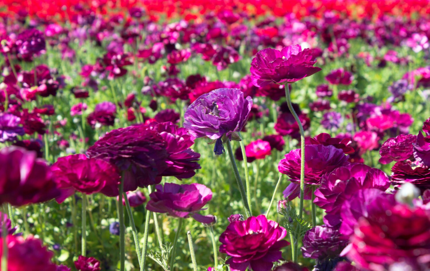 Purple Ranunculus Flower Fields Flowers Carlsbad