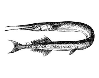 Gar fish | Etsy