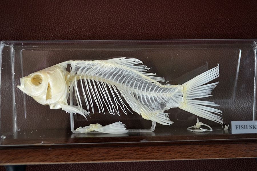 Real Genuine Fish Skeleton Fish Bone mounted on display