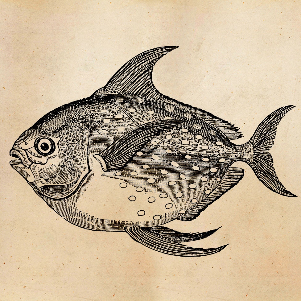 Vintage Opah Fish Illustration Printable 1800 Antique Marine