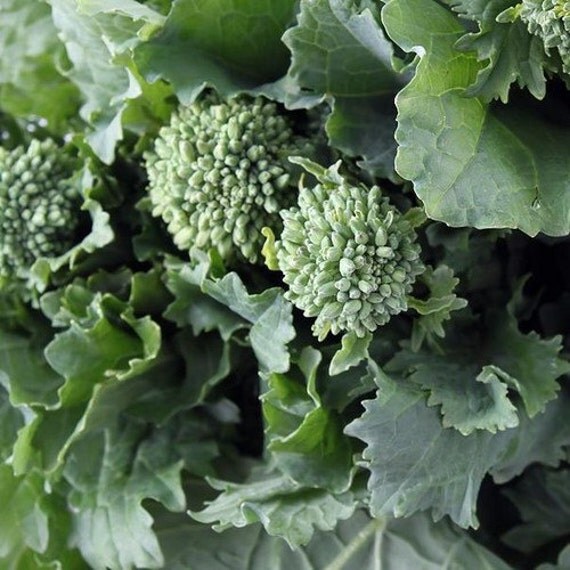 Broccoli Raab Spring Rapini Vegetable Seeds by UnderTheSunSeeds